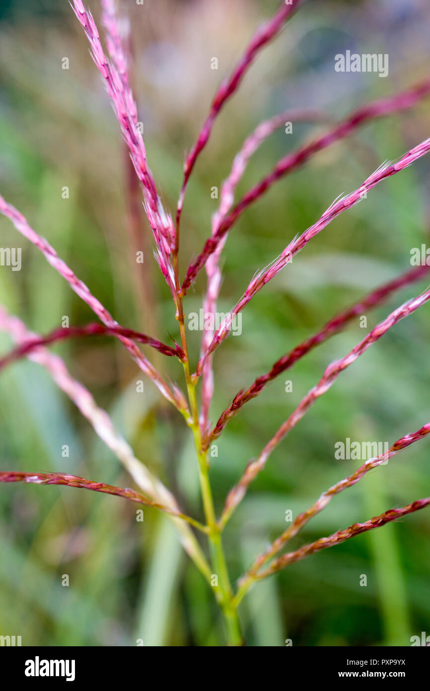 Miscanthus sinensis kleine silberspinne -Fotos und -Bildmaterial in ...