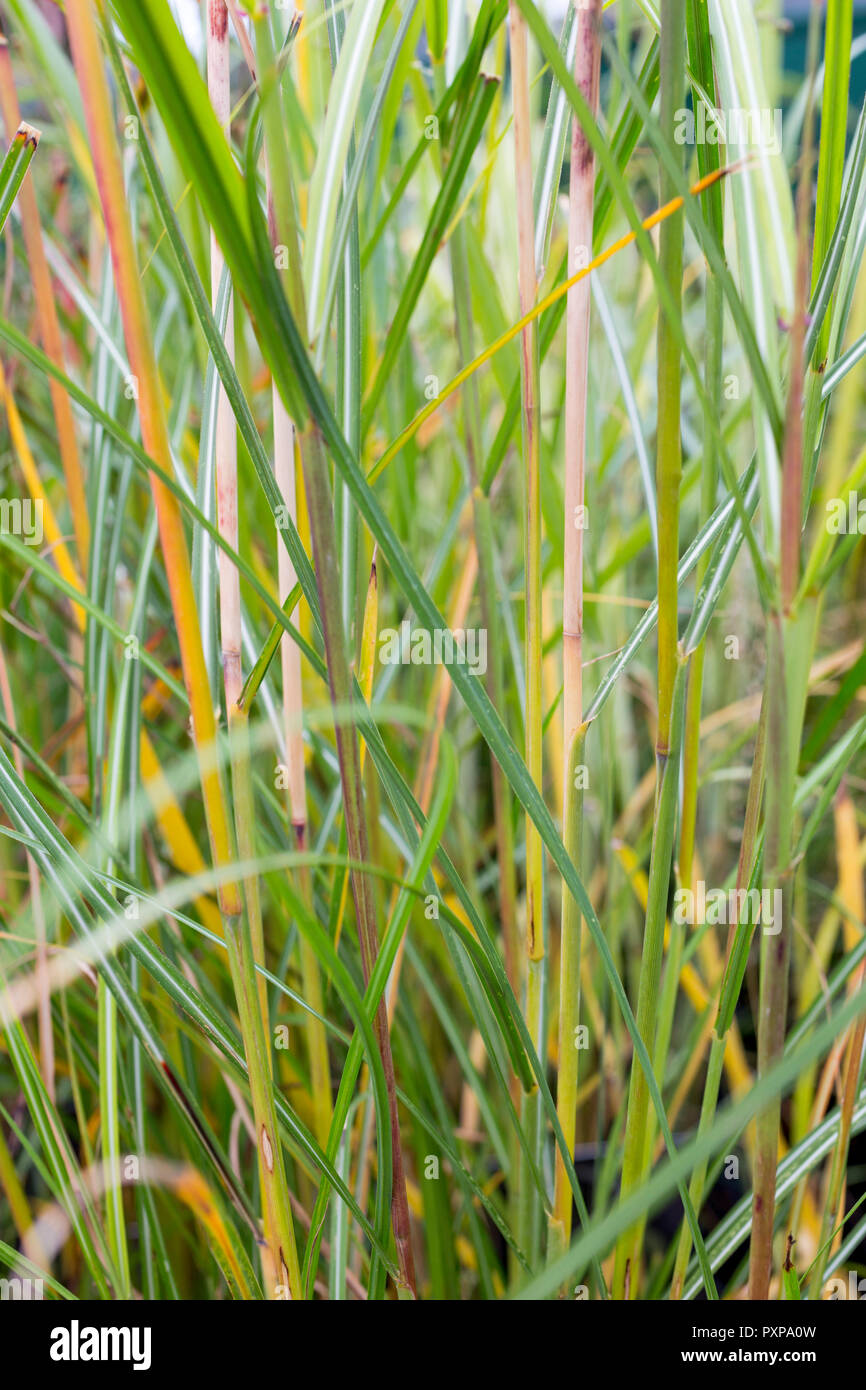 Miscanthus sinensis kleine silberspinne -Fotos und -Bildmaterial in ...