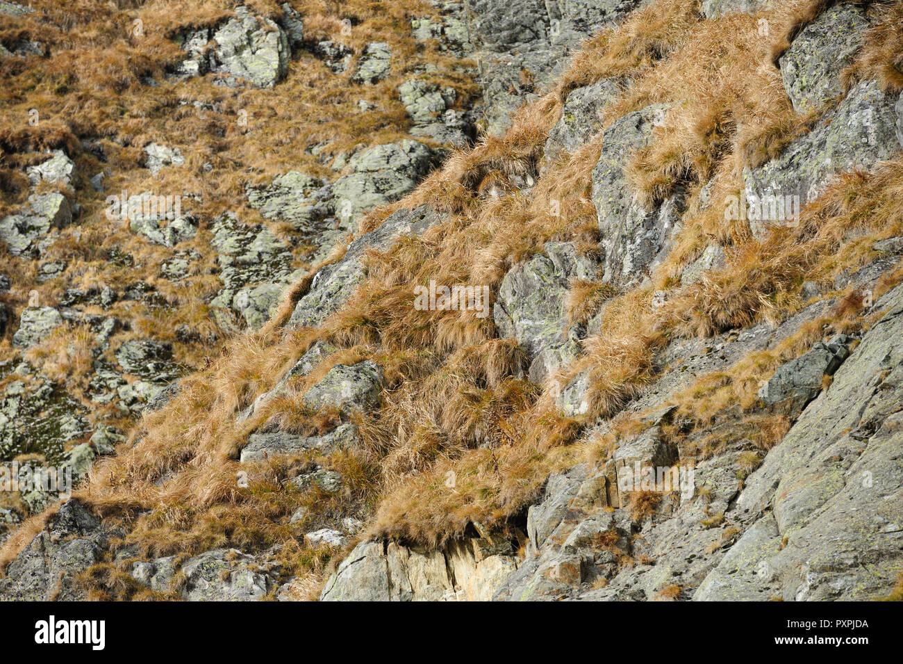 Rock mit moos und flechten und gras -Fotos und -Bildmaterial in hoher ...