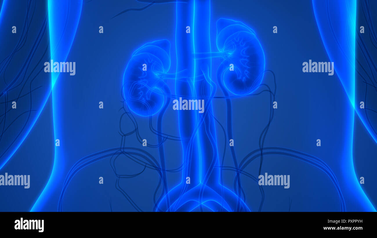 Menschlichen Nieren und Blase und Harnwege Anatomie Stockfotografie - Alamy