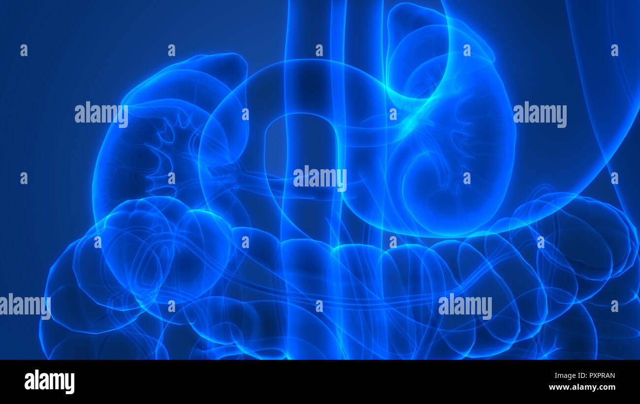 Menschlichen Nieren und Blase und Harnwege Anatomie Stockfotografie - Alamy
