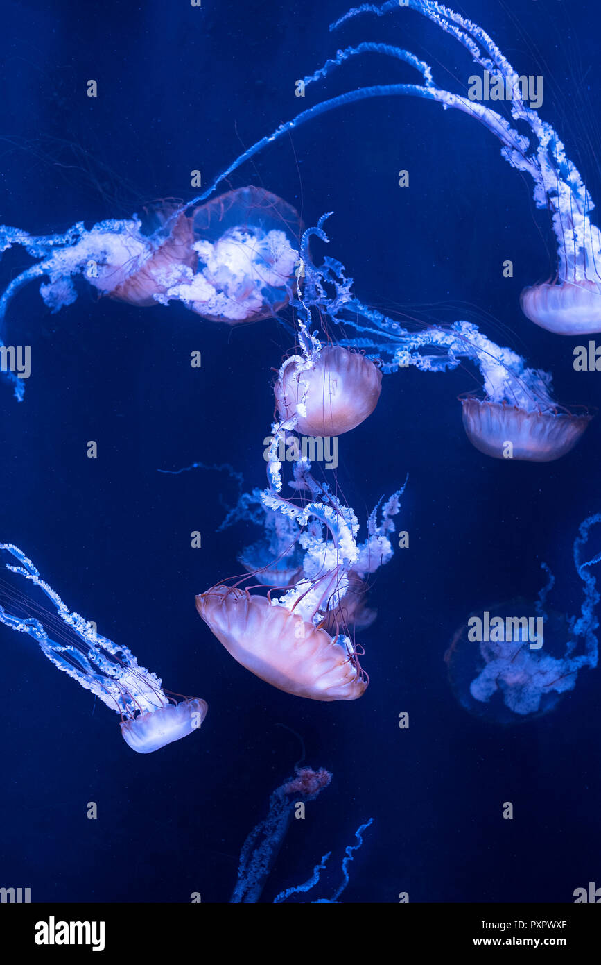 Ozeane fische -Fotos und -Bildmaterial in hoher Auflösung – Alamy