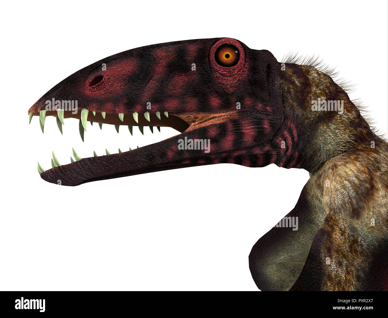 Dimorphodon Reptile Kopf - Dimorphodon war eine fleischfressende ...