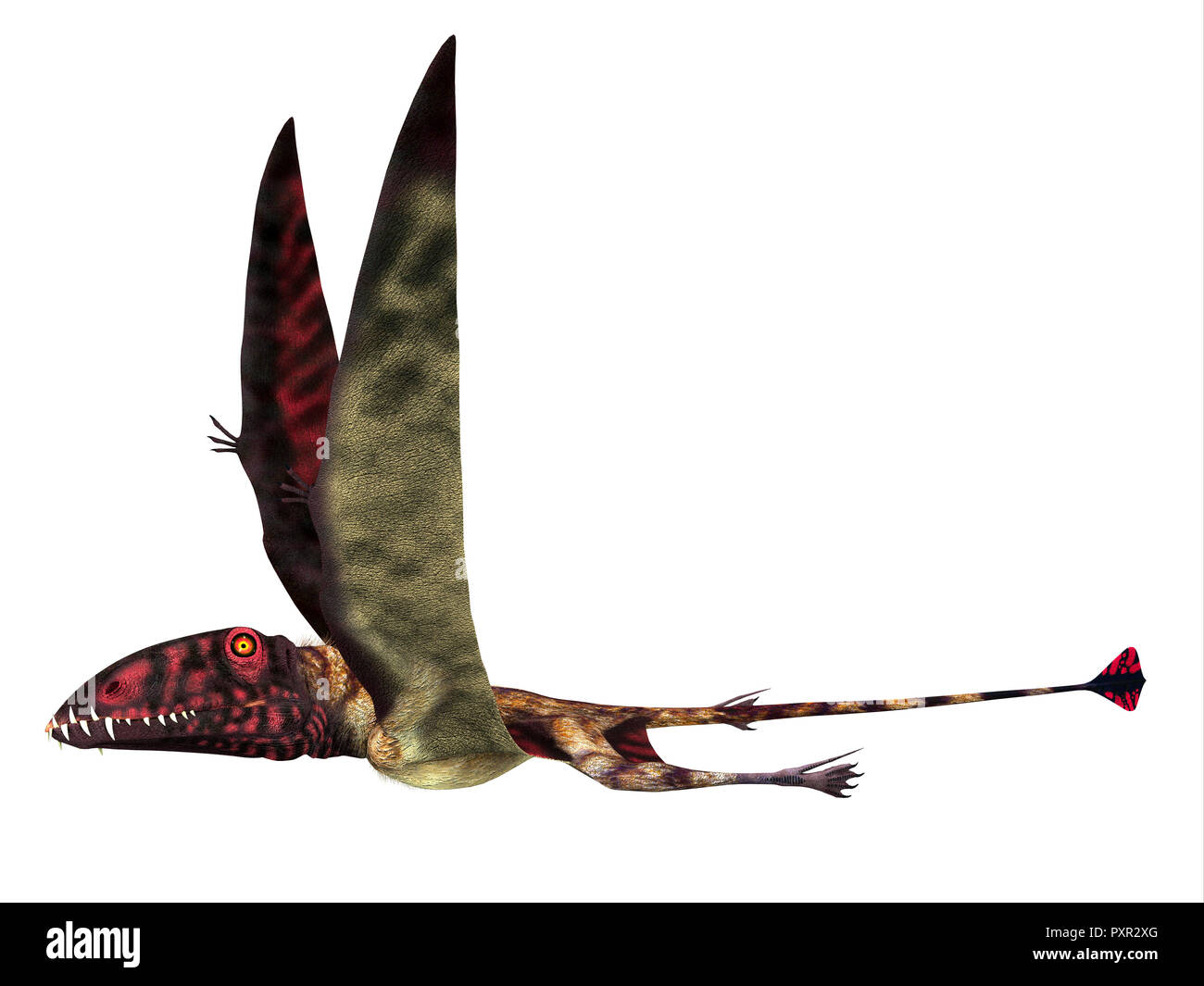 Dimorphodon dinosaur pterosaur bird -Fotos und -Bildmaterial in hoher ...
