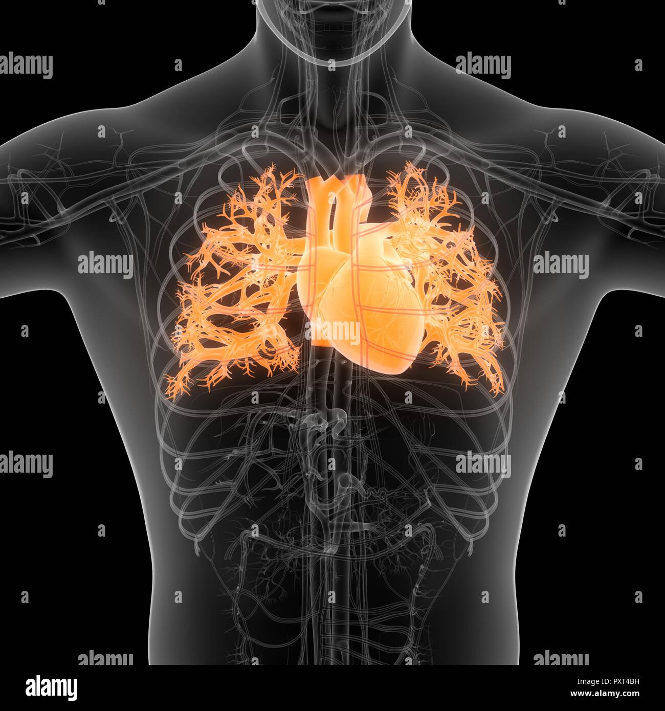 Herz-kreislauf-System Herz Anatomie Stockfotografie - Alamy