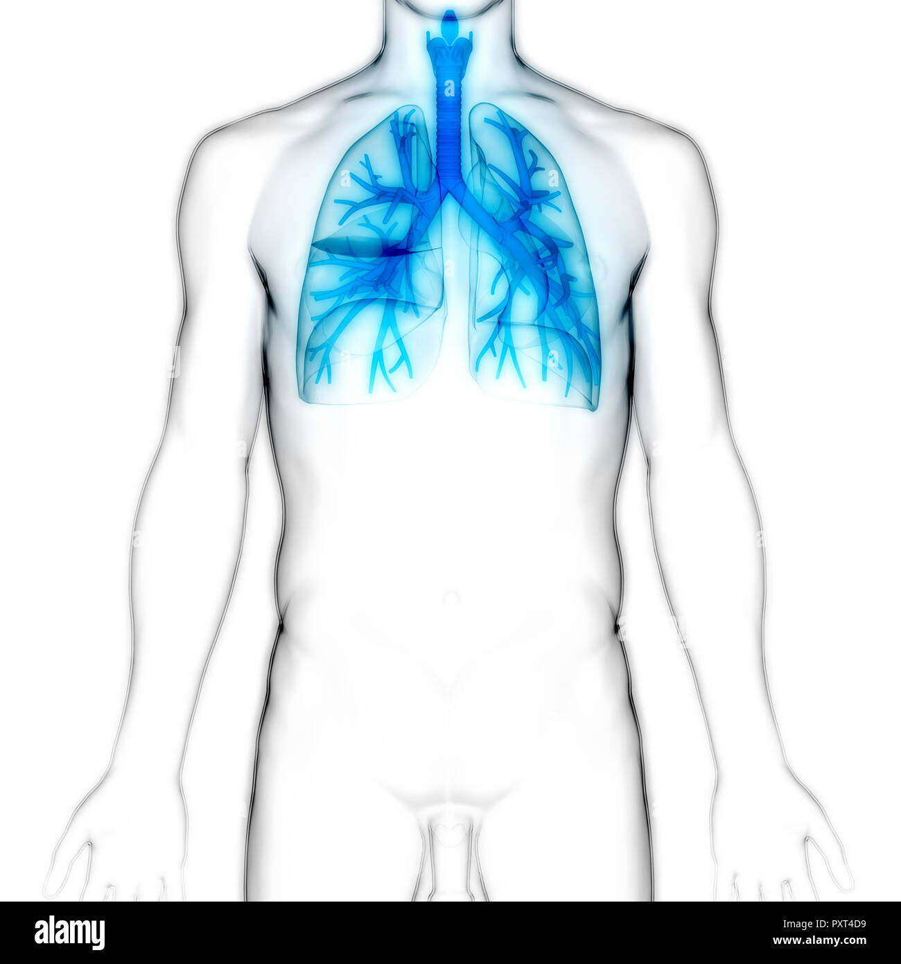 Menschliche Atmungssystem Lungen Anatomie Stockfotografie - Alamy
