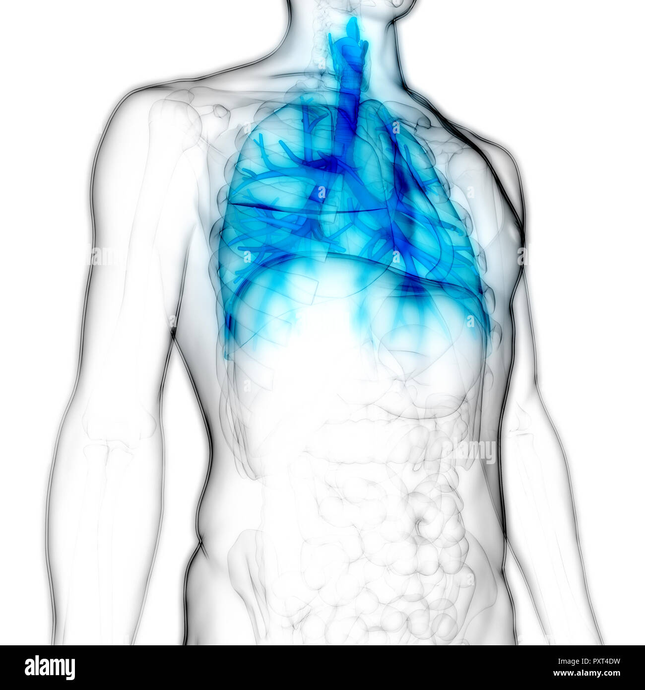 Menschliche Atmungssystem Lungen Anatomie Stockfotografie - Alamy