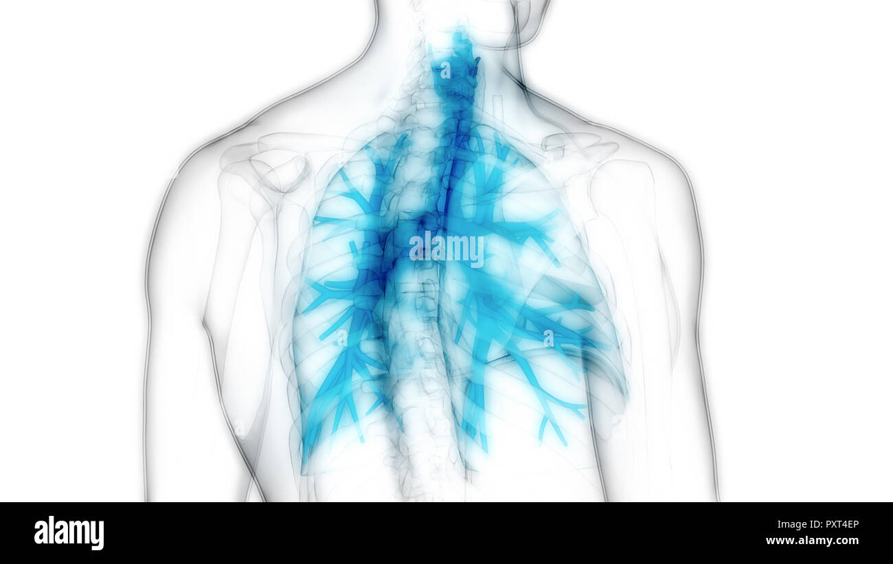 Menschliche Atmungssystem Lungen Anatomie Stockfotografie - Alamy