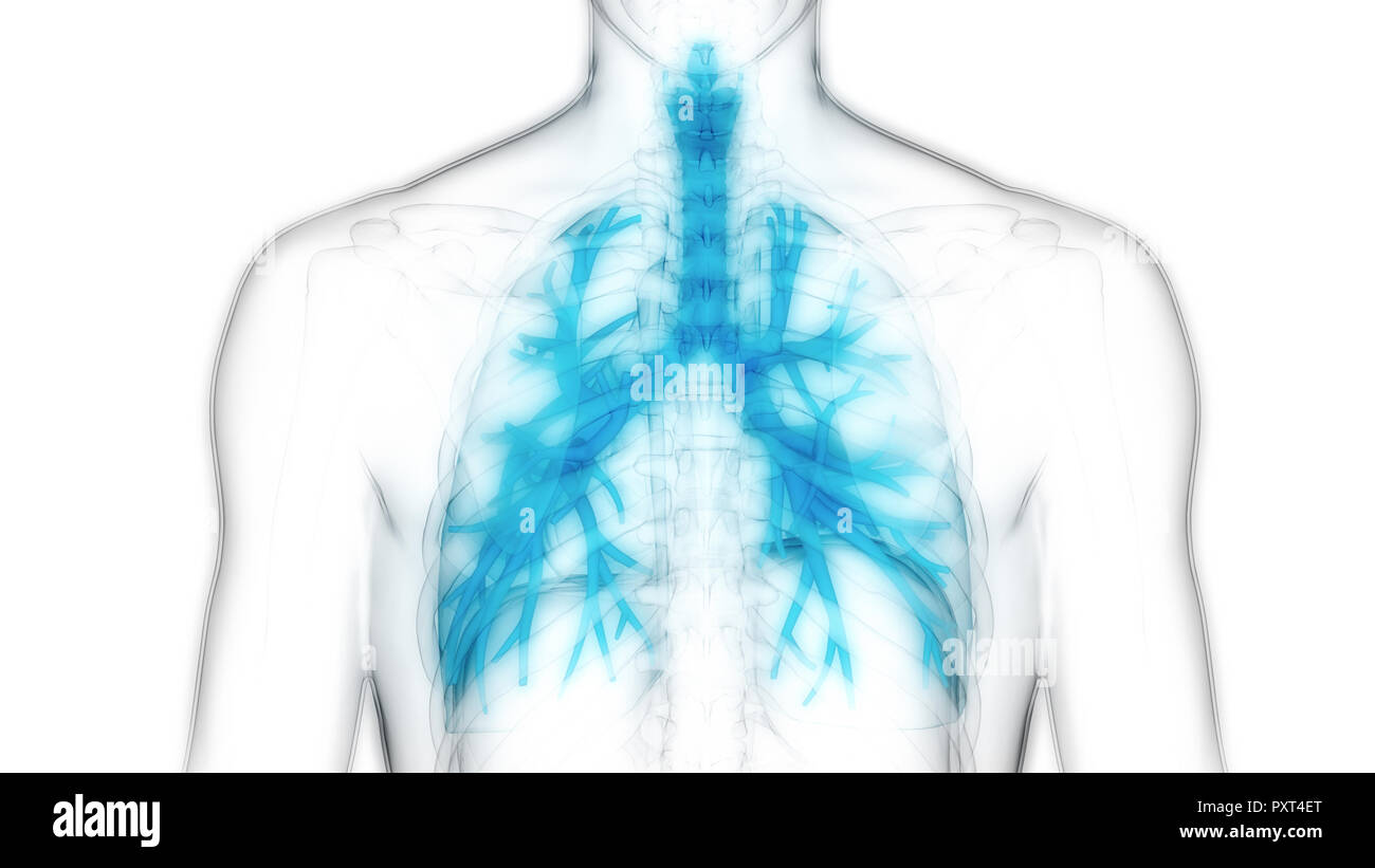 Menschliche Atmungssystem Lungen Anatomie Stockfotografie - Alamy
