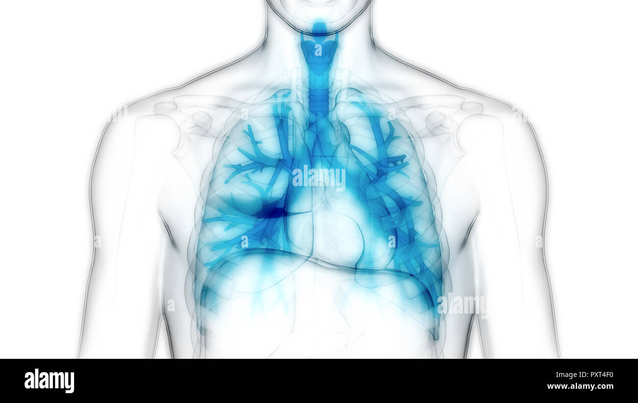 Menschliche Atmungssystem Lungen Anatomie Stockfotografie - Alamy