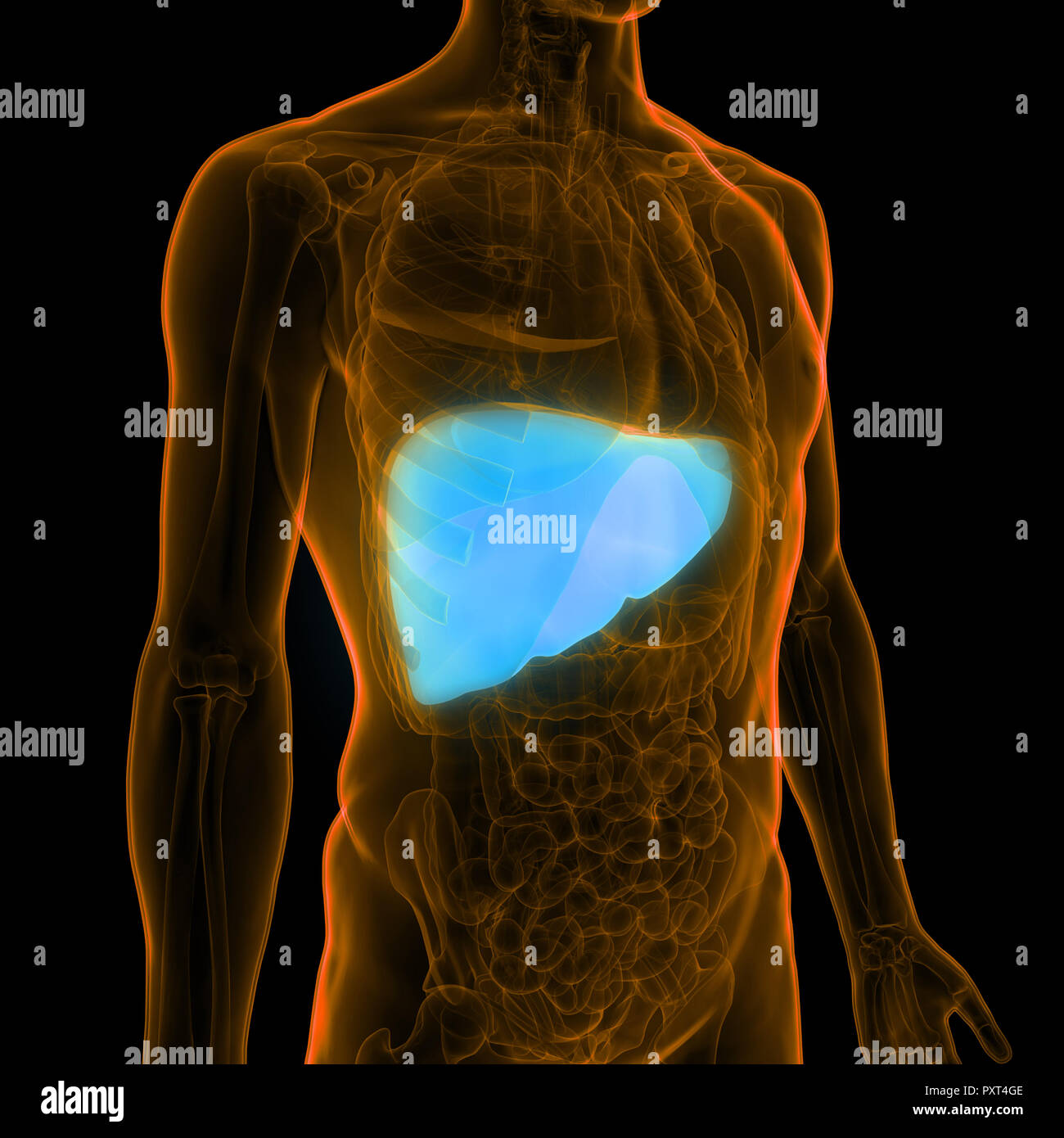 Anatomie der Leber Stockfotografie - Alamy Anatomie der Leber Stockfotografie - Alamy
