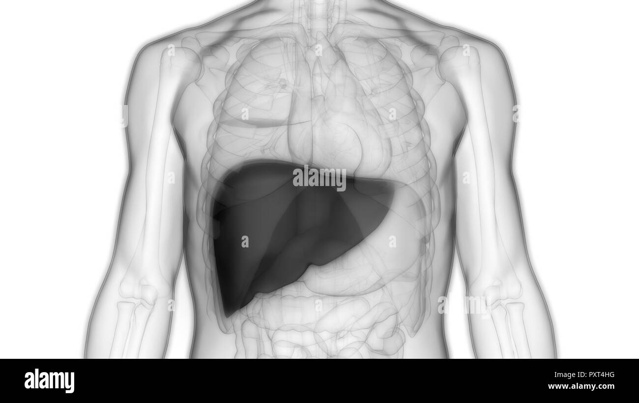 Anatomie der Leber Stockfotografie - Alamy