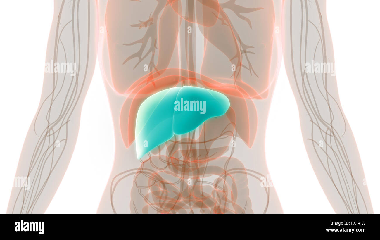 Anatomie der Leber Stockfotografie - Alamy