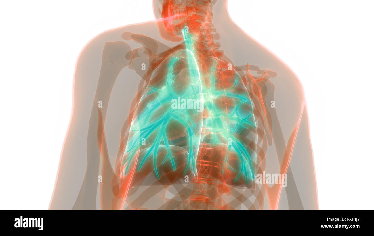 Menschliche Atmungssystem Lungen Anatomie Stockfotografie - Alamy