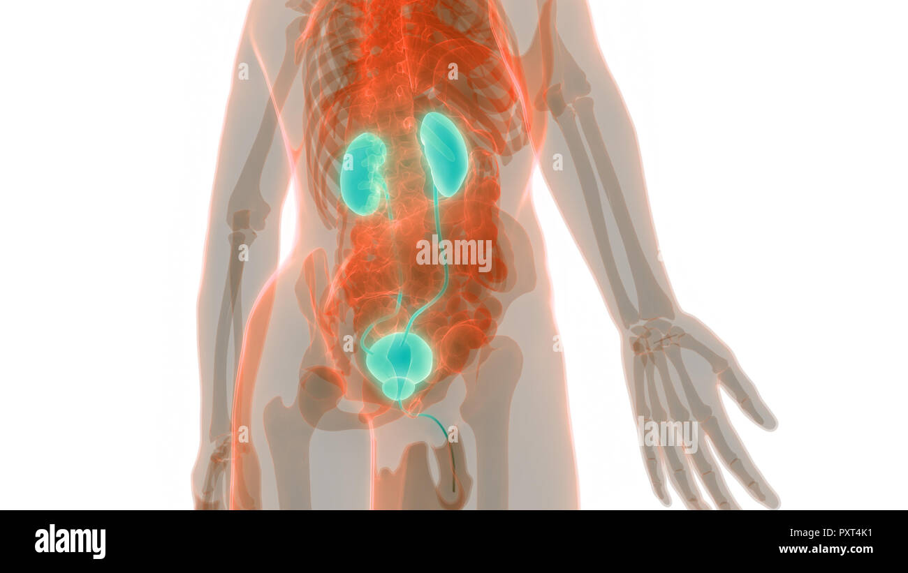 Menschlichen Nieren und Blase und Harnwege Anatomie Stockfotografie - Alamy