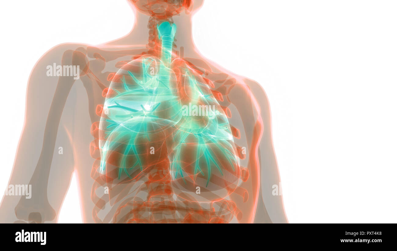 Menschliche Atmungssystem Lungen Anatomie Stockfotografie - Alamy