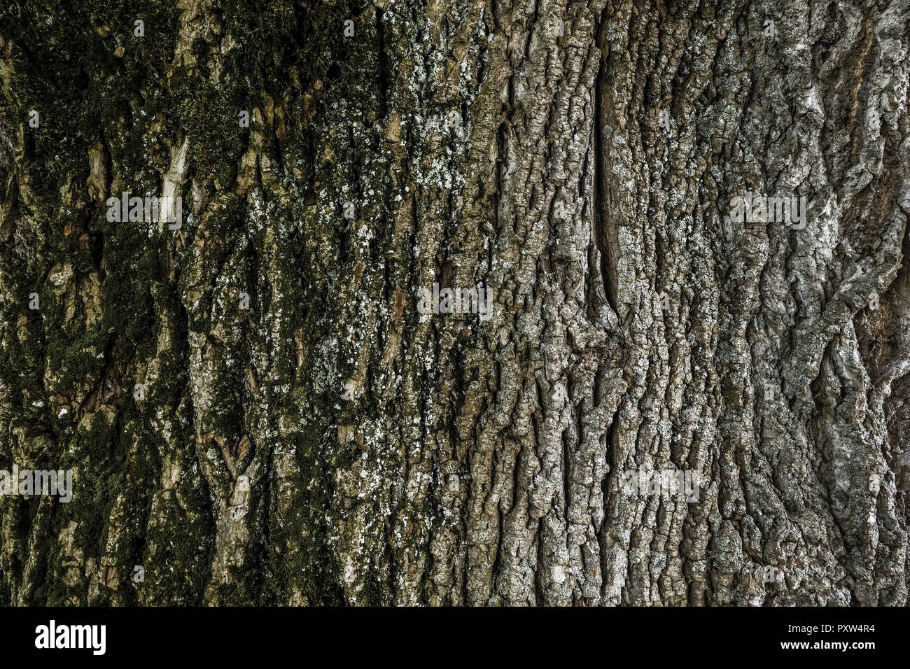 Rinde eines Eichenbaumes, Nahaufnahme, Rinde einer Eiche, Nahaufnahme ...