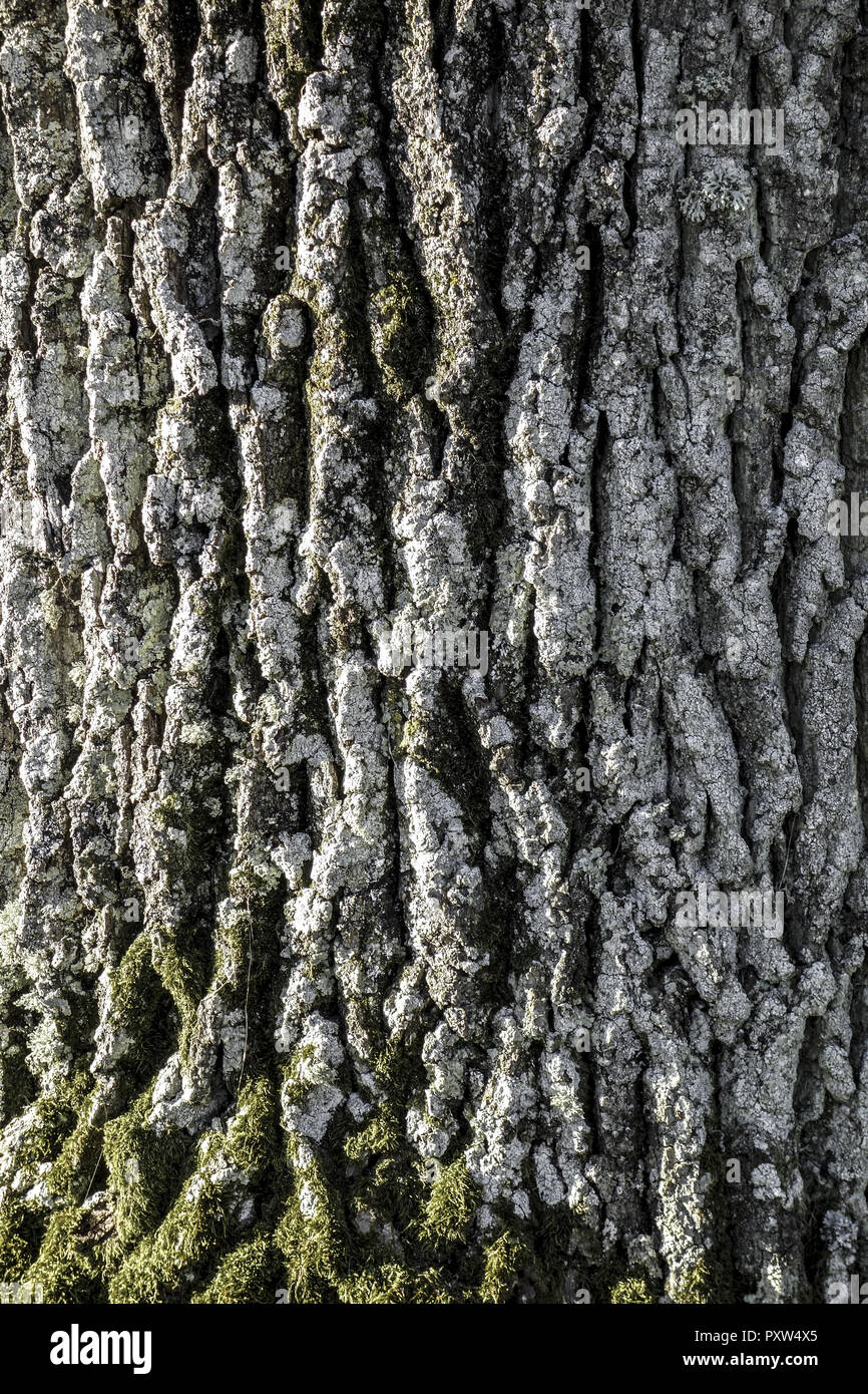 Rinde eines Eichenbaumes, Nahaufnahme, Rinde einer Eiche, Nahaufnahme ...