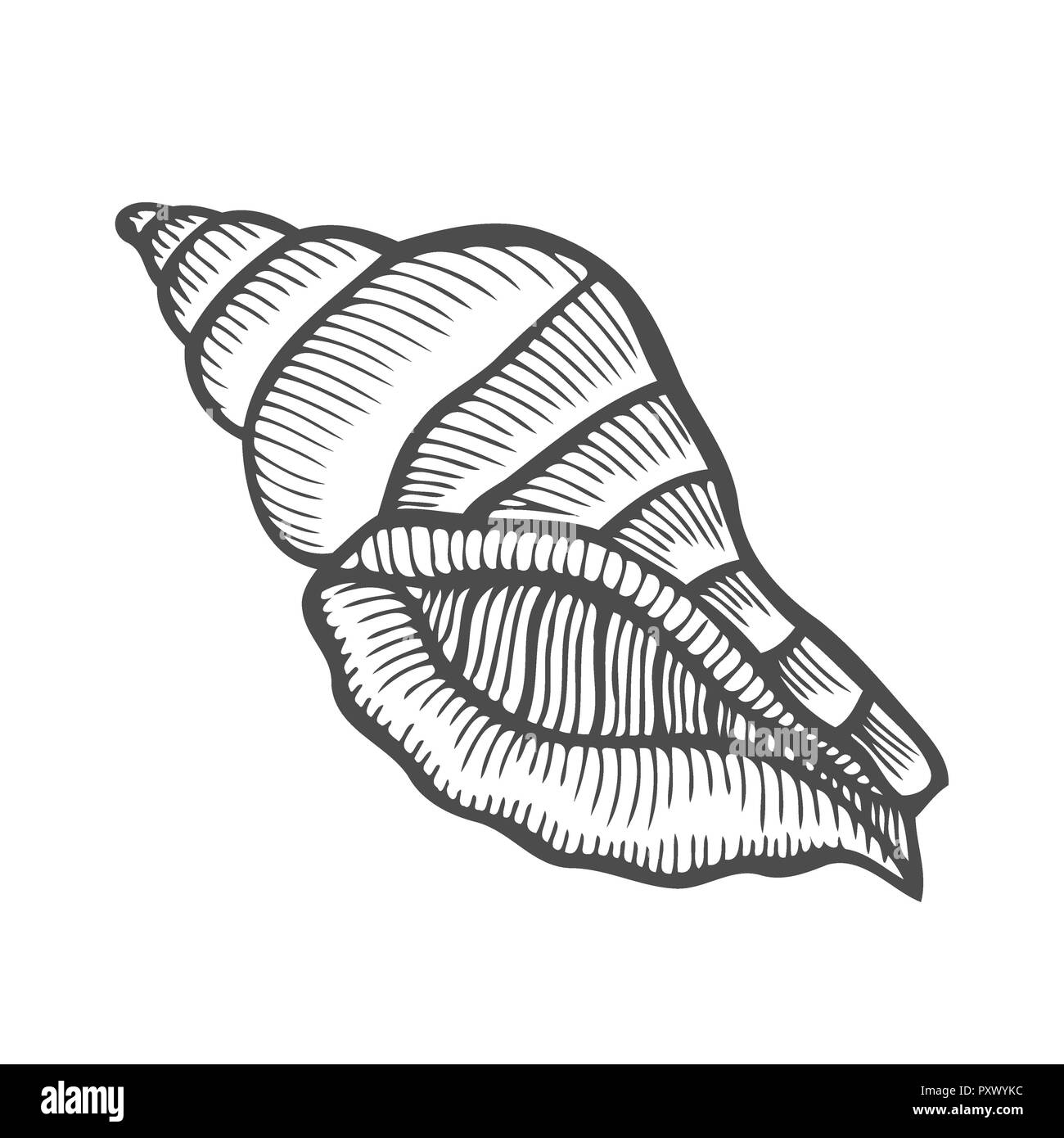 Sea Shell Muschel. Schwarzer Gravur vintage Abbildung. Auf weissem ...