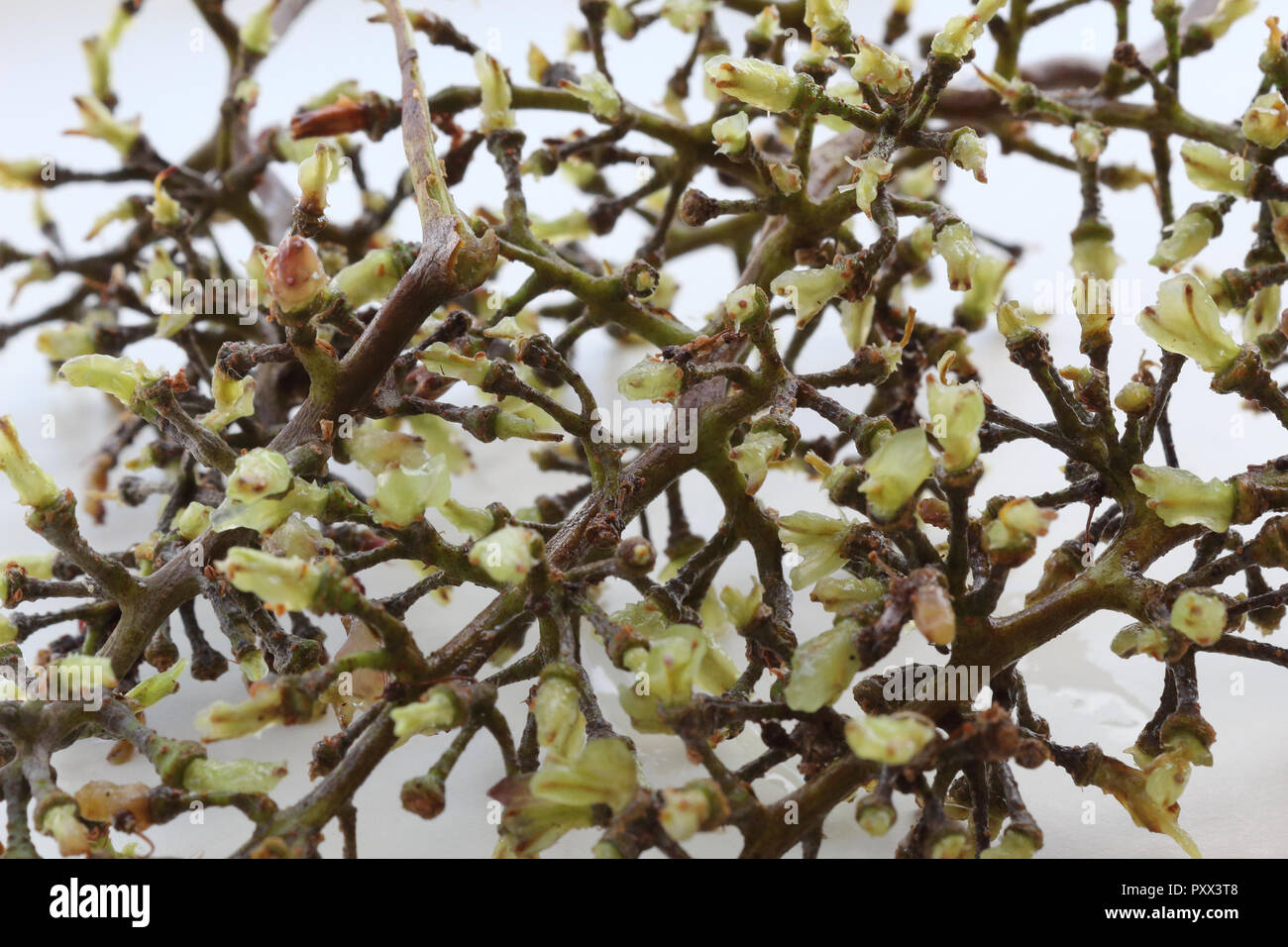 Grape stalks -Fotos und -Bildmaterial in hoher Auflösung – Alamy