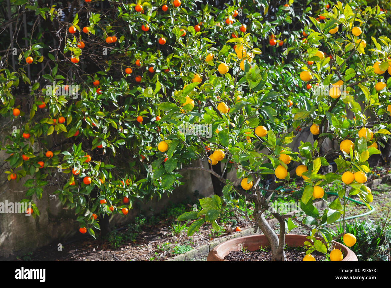 Lemon trees pots -Fotos und -Bildmaterial in hoher Auflösung – Alamy