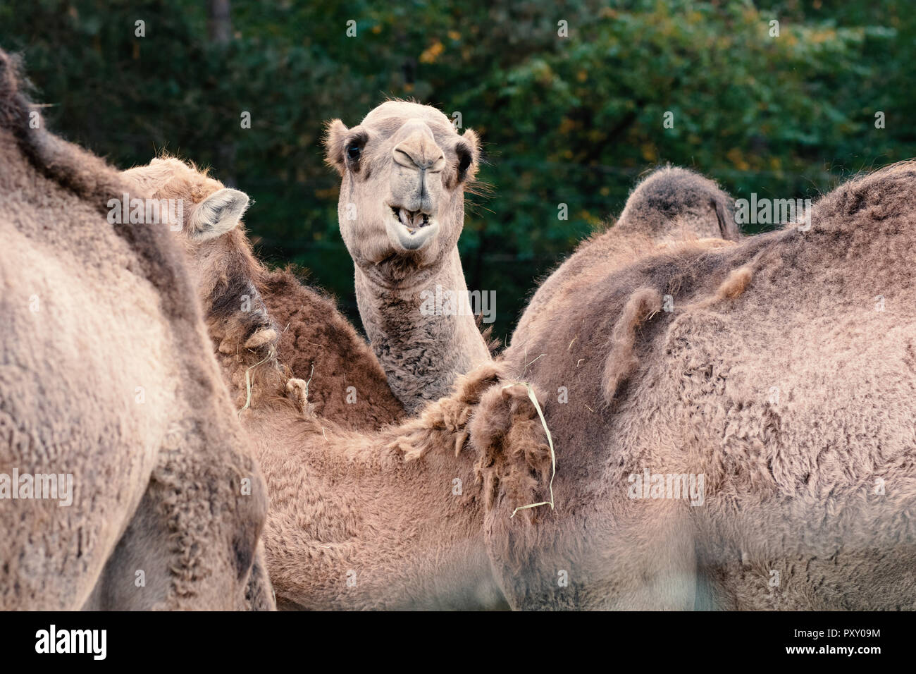 Kamel, Kamele stehen in Gruppe Stockfotografie - Alamy
