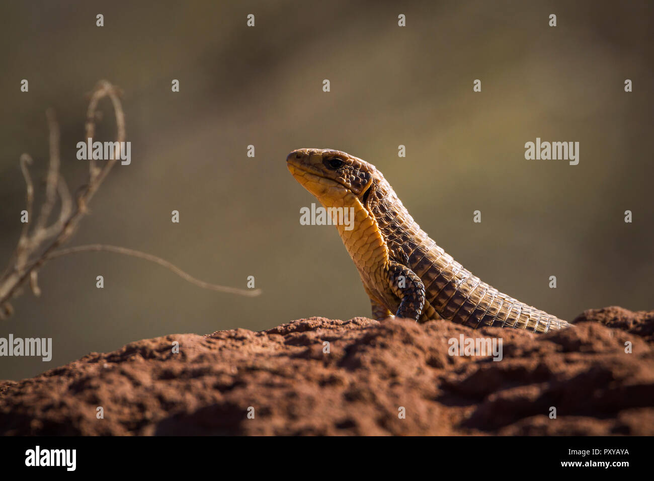 Rock Monitor im Krüger Nationalpark, Südafrika; Specie Familie ...
