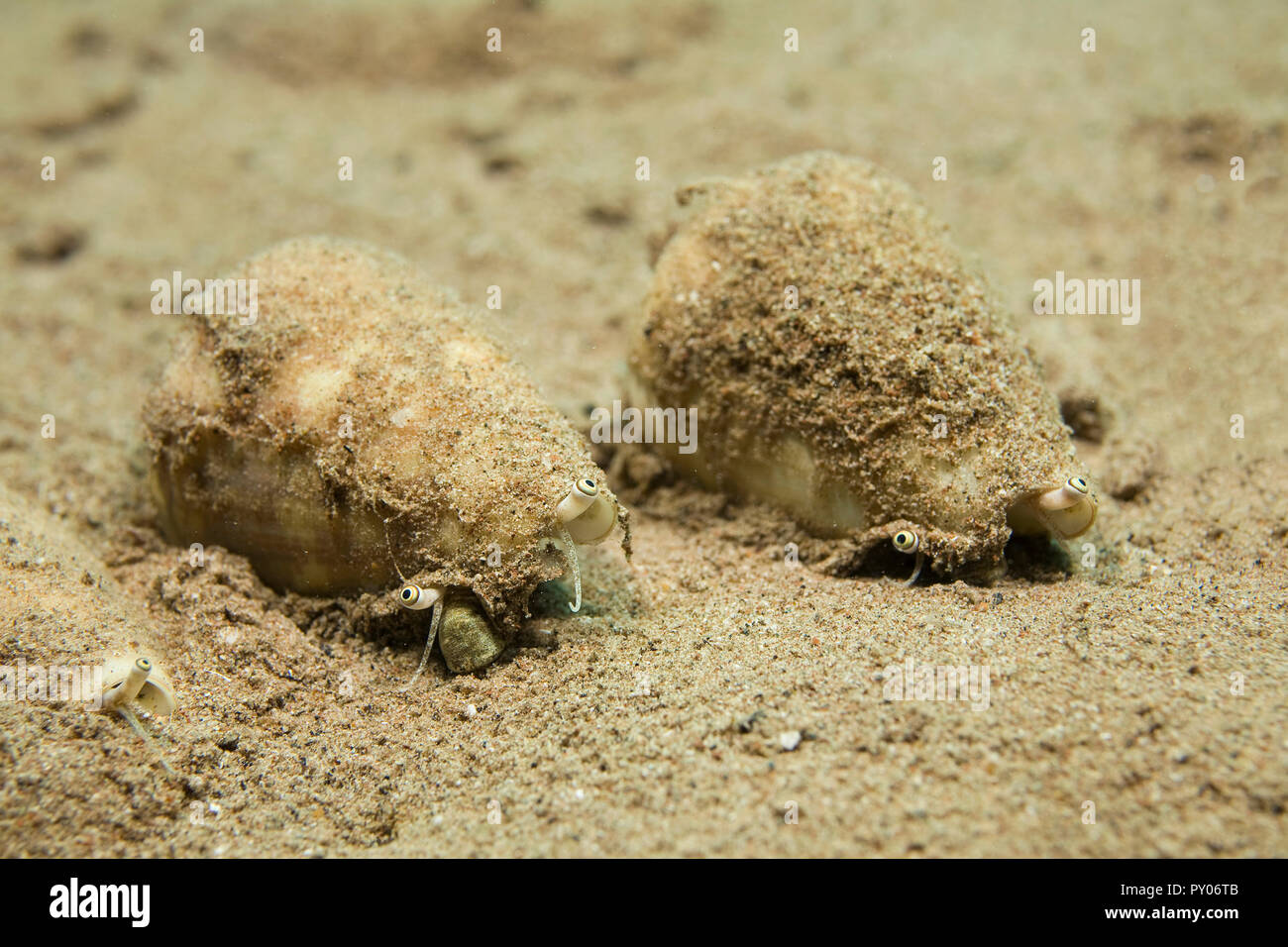Strombus persicus -Fotos und -Bildmaterial in hoher Auflösung – Alamy