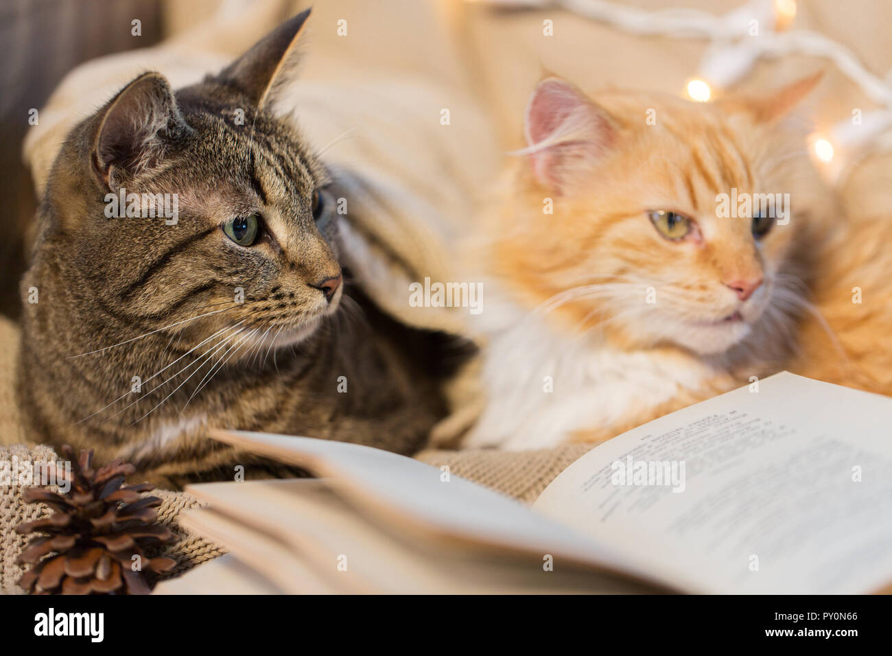 Zwei Katzen Stockfotos und -bilder Kaufen - Alamy