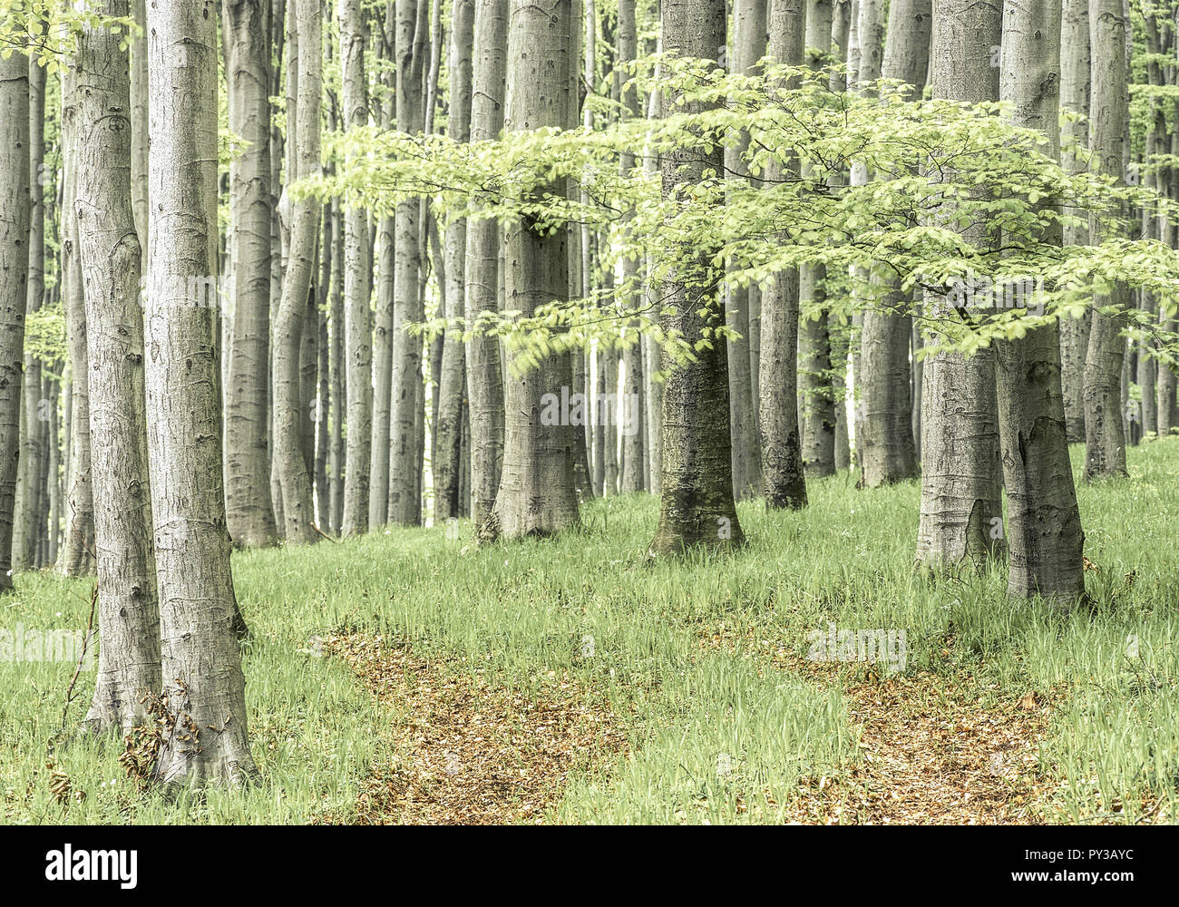 Laubwald anpflanzung deutschland -Fotos und -Bildmaterial in hoher ...