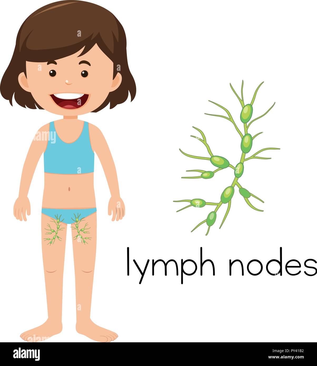 Lymph nodes Stock-Vektorgrafiken kaufen - Alamy