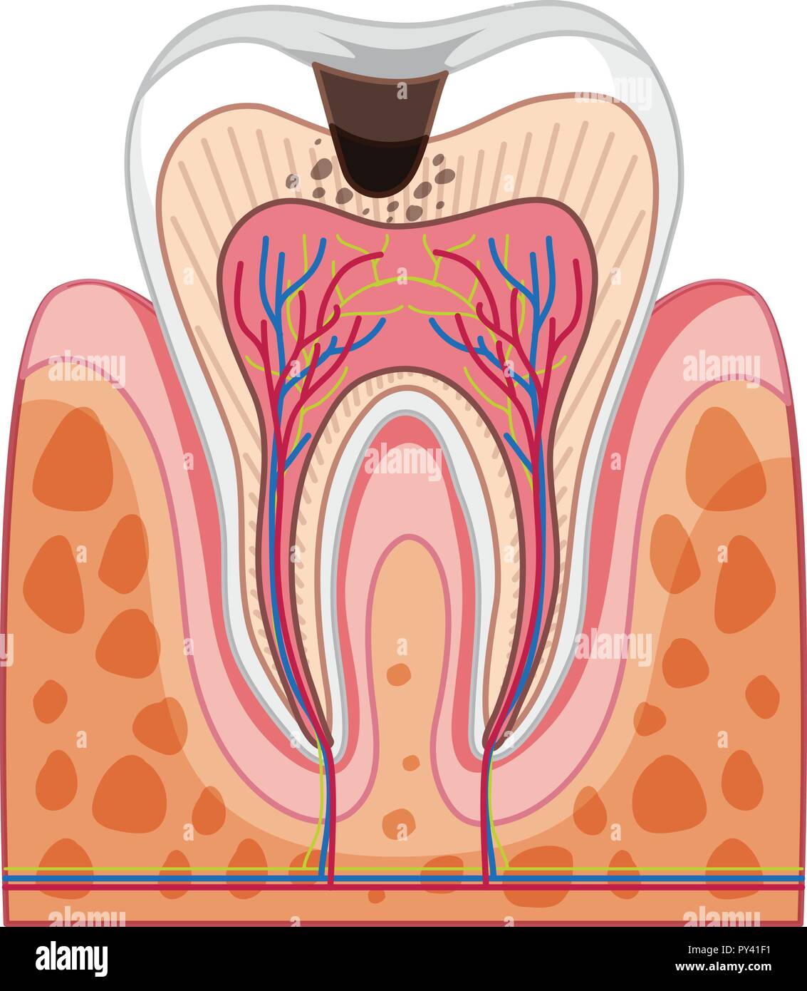 Menschliche Zahn Anatomie auf weißem Hintergrund Abbildung Stock ...