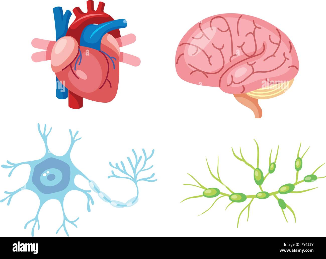 Menschliche Organe und Neuron Zelle Abbildung Stock-Vektorgrafik - Alamy