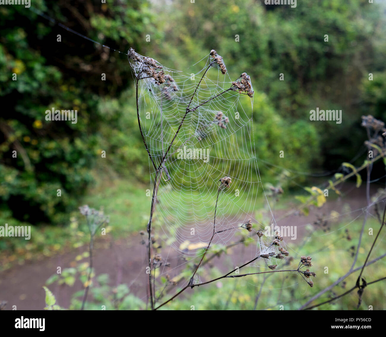 Orb web spiders -Fotos und -Bildmaterial in hoher Auflösung – Alamy