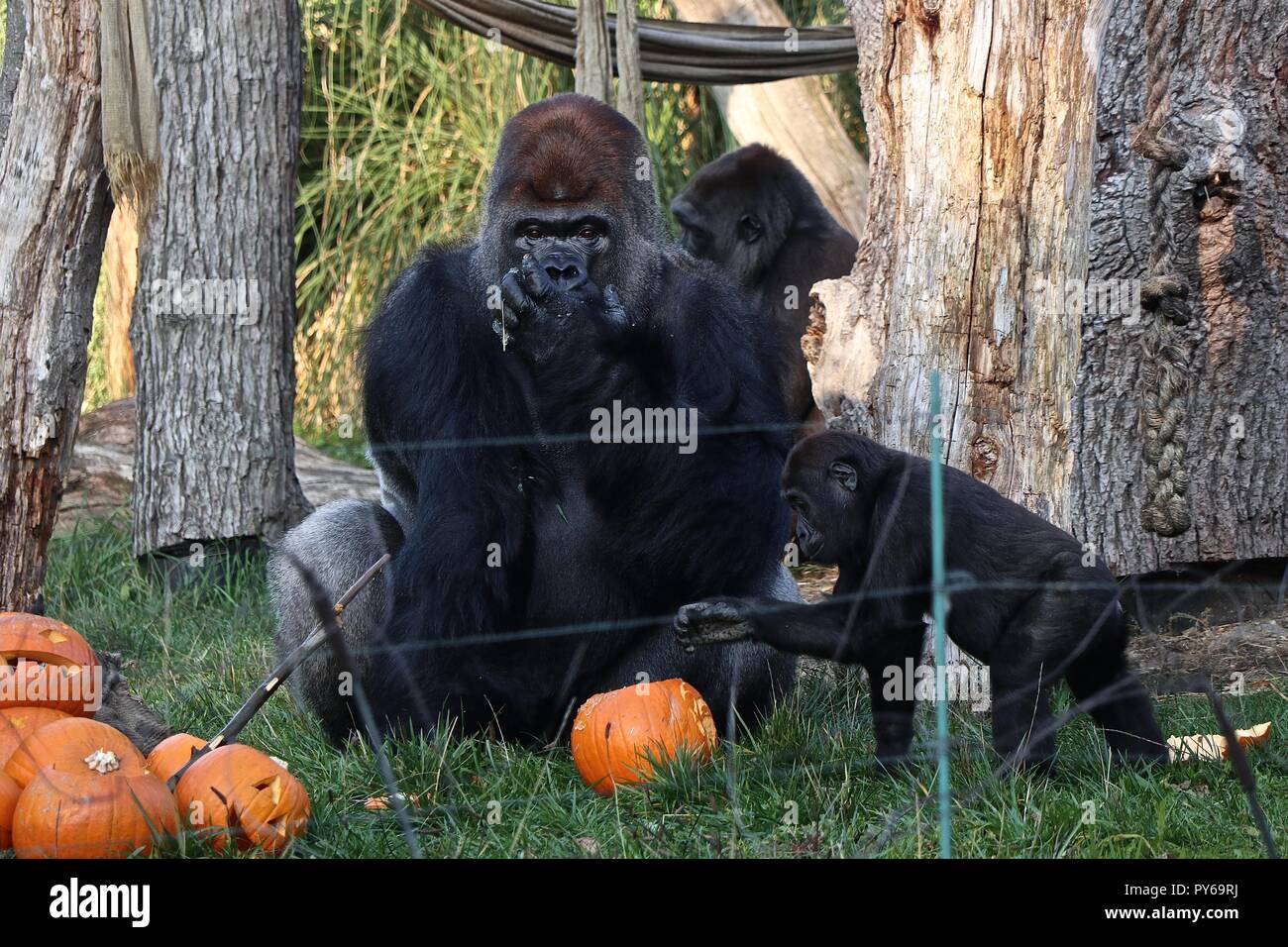 Kopf der primaten dan simmonds -Fotos und -Bildmaterial in hoher ...