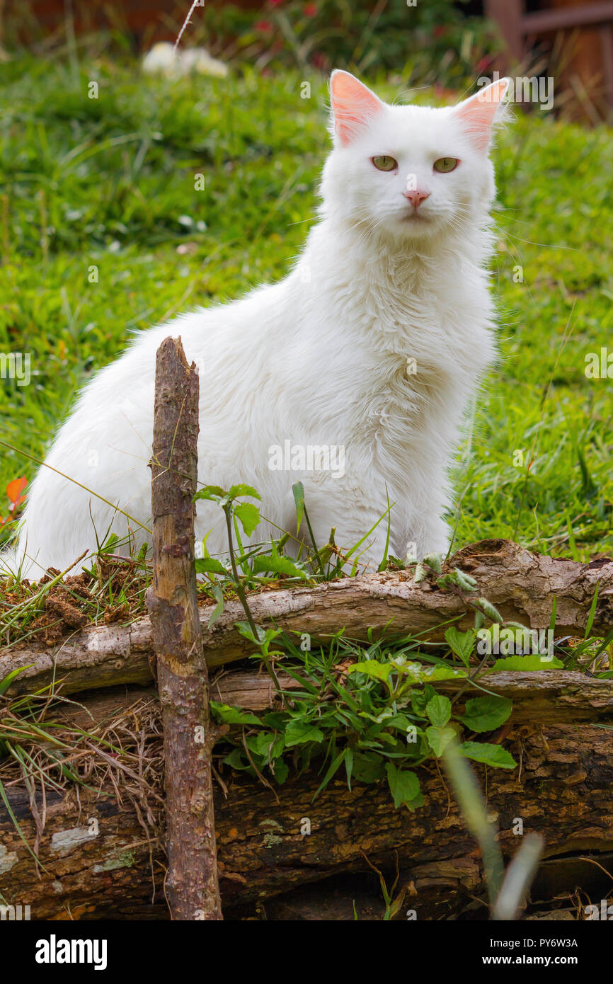 Kiut cat -Fotos und -Bildmaterial in hoher Auflösung – Alamy