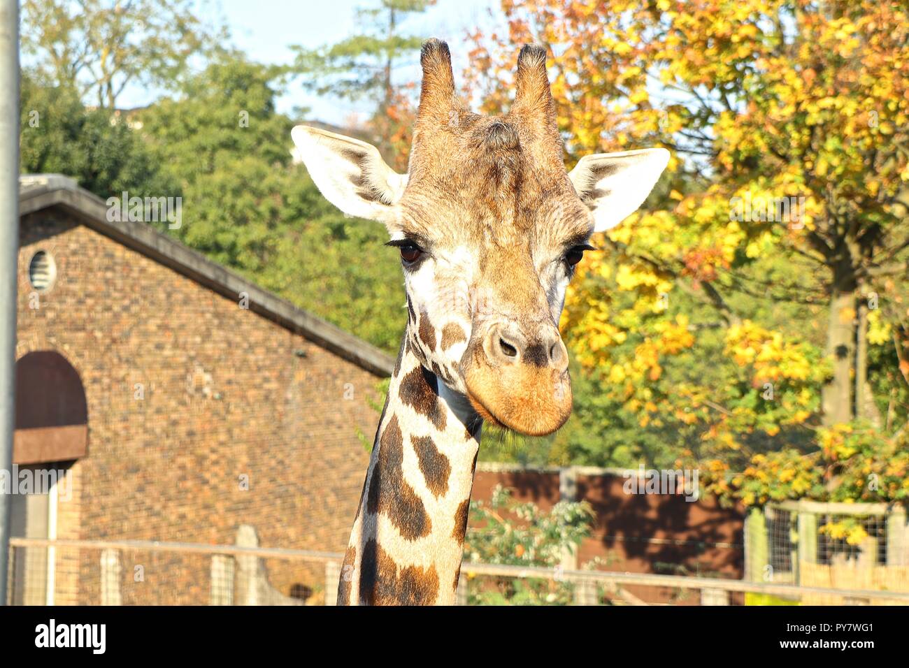 Kopf der primaten dan simmonds -Fotos und -Bildmaterial in hoher ...