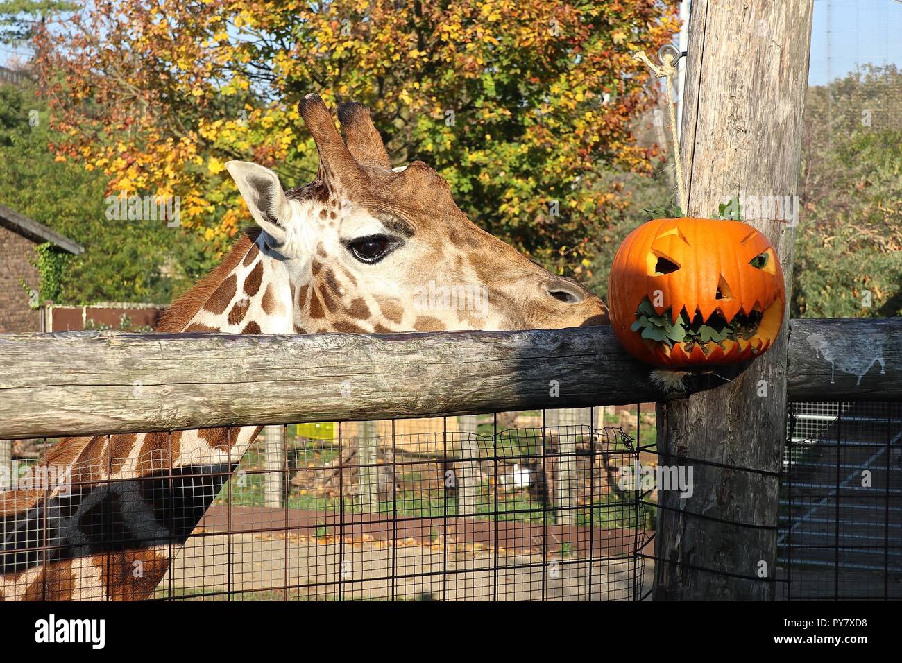 Kopf der primaten dan simmonds -Fotos und -Bildmaterial in hoher ...