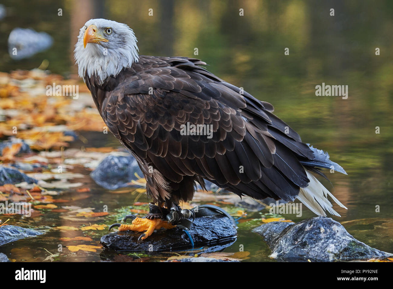 Weisskopfadler Tattoos