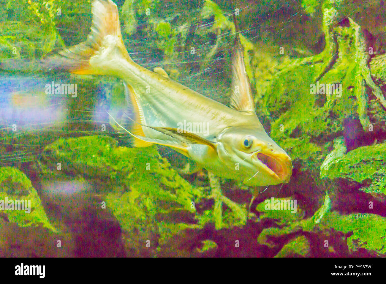 Chao phraya riesenwels -Fotos und -Bildmaterial in hoher Auflösung – Alamy