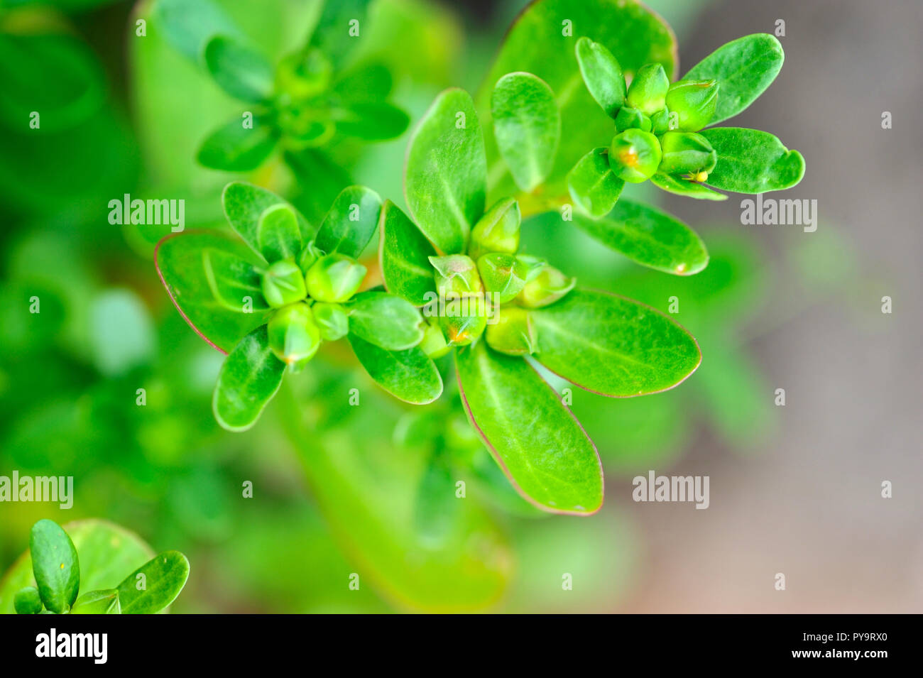 Frischer Portulak (Portulaca Oleracea) closeup mit Knospen der Blumen ...