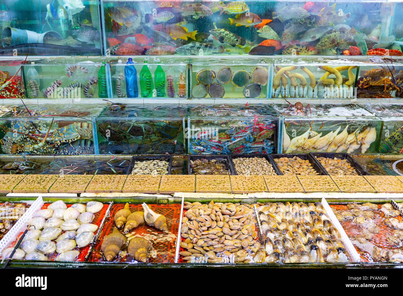 Mantis shrimp in seafood market -Fotos und -Bildmaterial in hoher ...