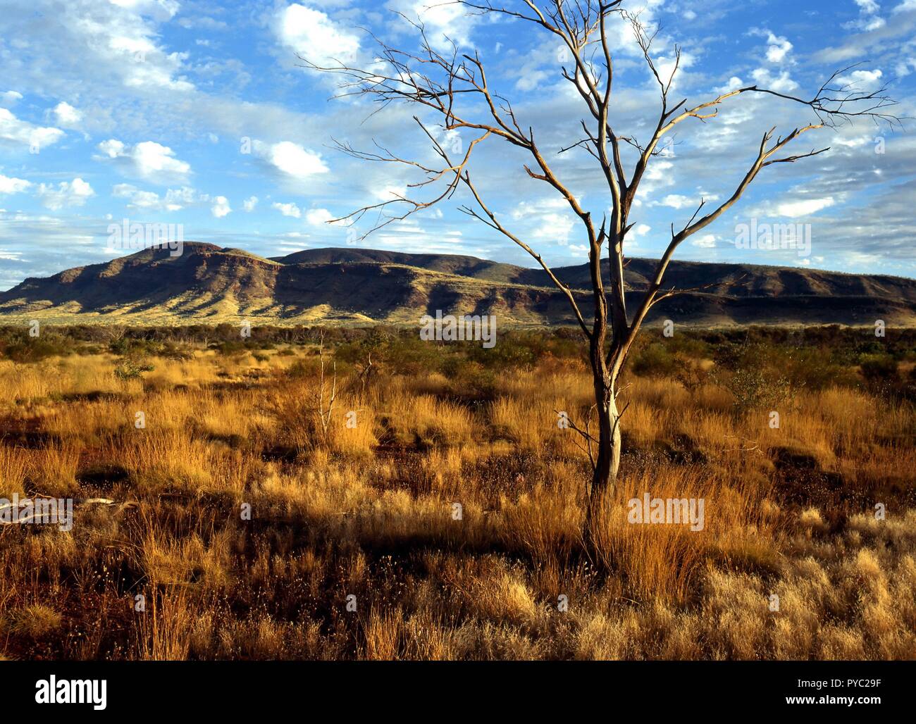 Toter Baum in Landschaft, Hamersley Range, Pilbara, Western Australia ...