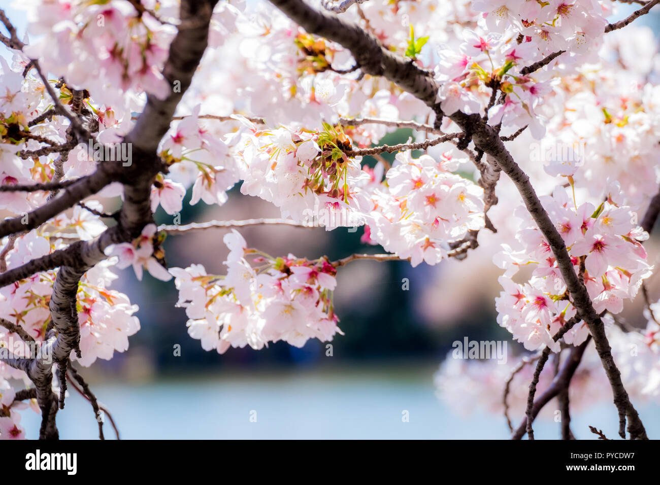 Einzelner kirschbaum im herbst -Fotos und -Bildmaterial in hoher ...