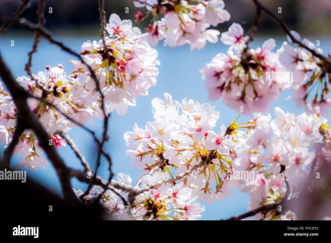 Einzelner kirschbaum im herbst -Fotos und -Bildmaterial in hoher ...