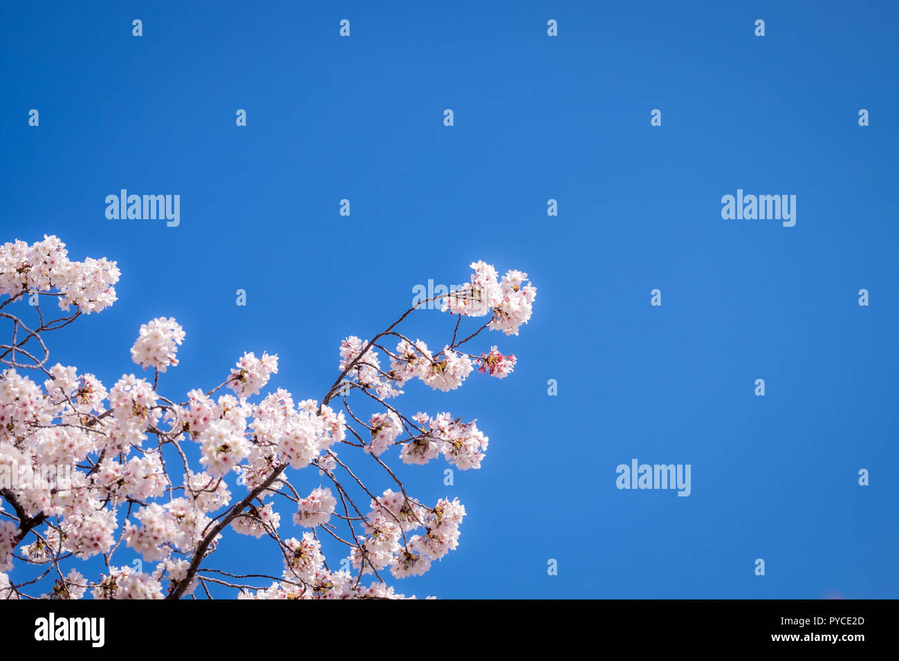 Einzelner kirschbaum im herbst -Fotos und -Bildmaterial in hoher ...