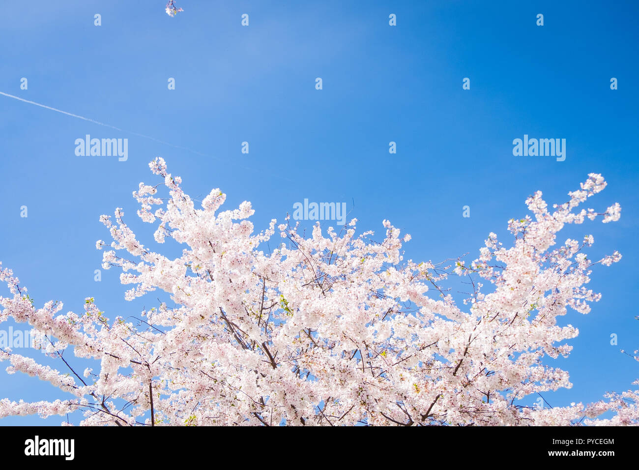Einzelner kirschbaum im herbst -Fotos und -Bildmaterial in hoher ...