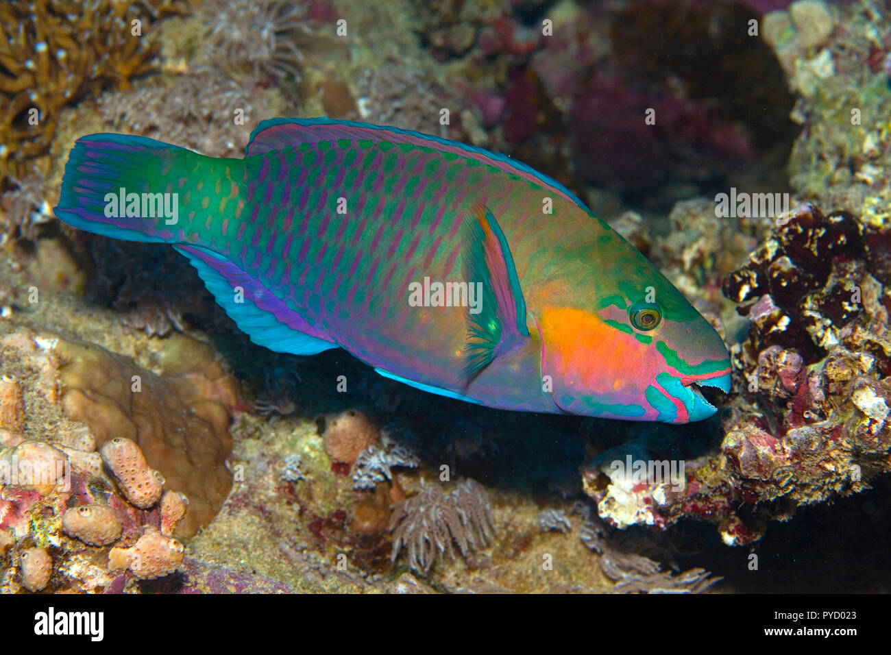 Gänseblümchen papageienfisch -Fotos und -Bildmaterial in hoher ...