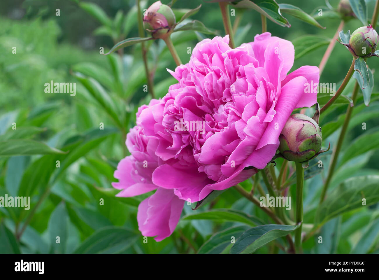 Die pfingstrose oder paeony -Fotos und -Bildmaterial in hoher Auflösung ...