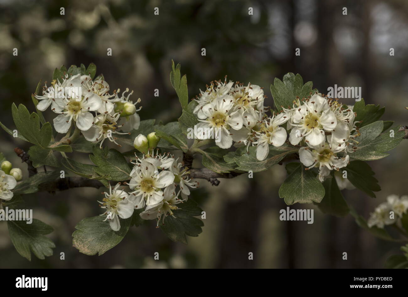 Crataegus aronia -Fotos und -Bildmaterial in hoher Auflösung – Alamy